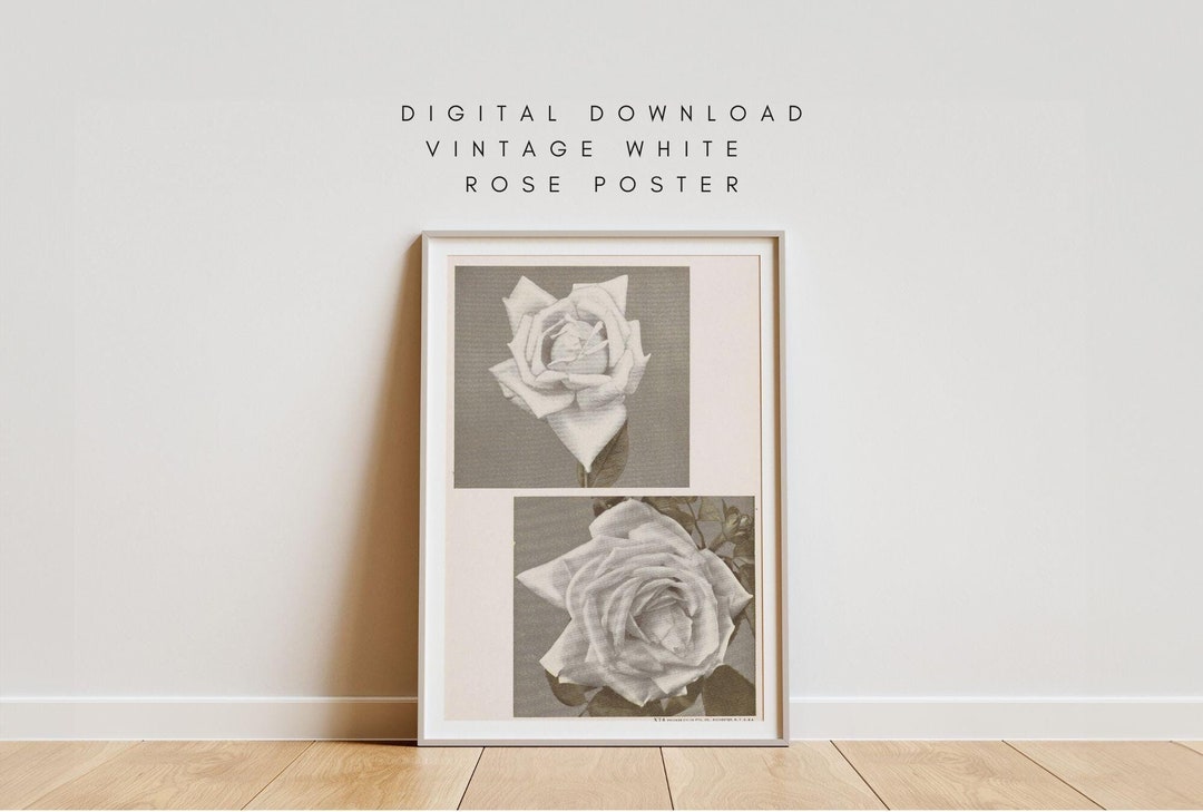 Printable Vintage White Rose Poster Floral Botanical, Retro ...