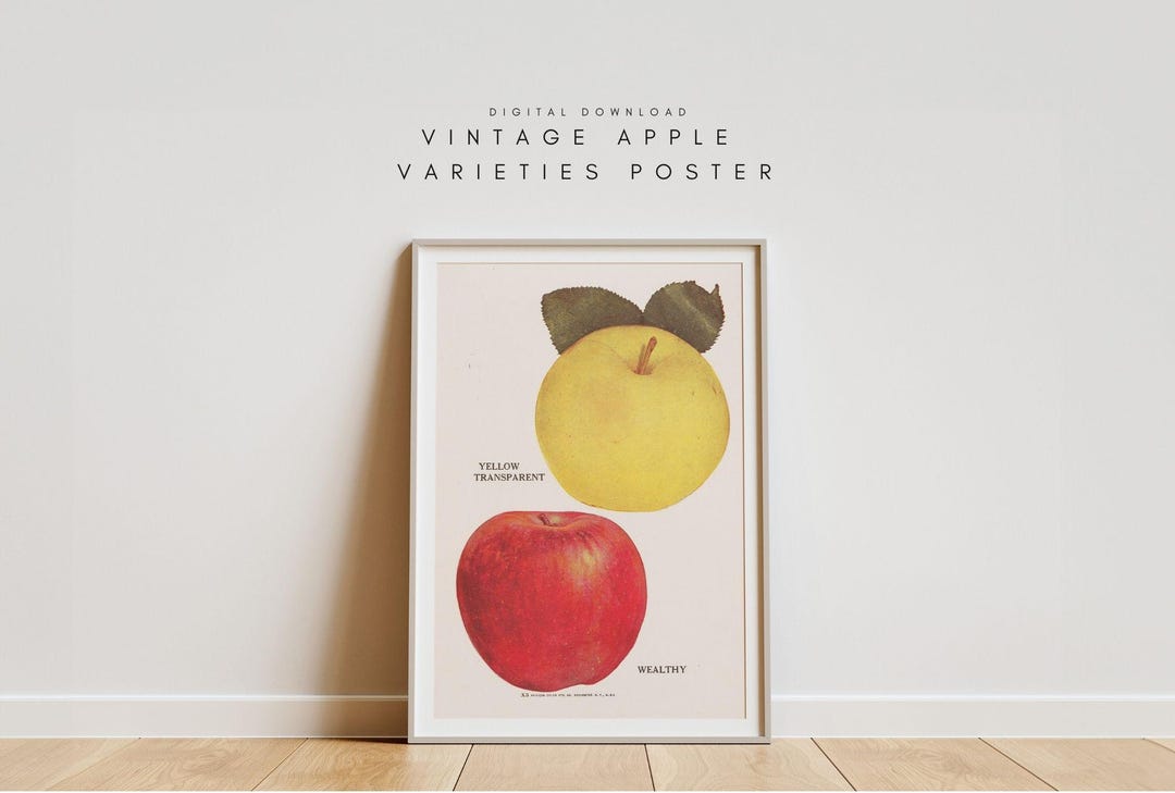 Vintage Apple Varieties Poster Antique Fruit Art Print Illustration ...