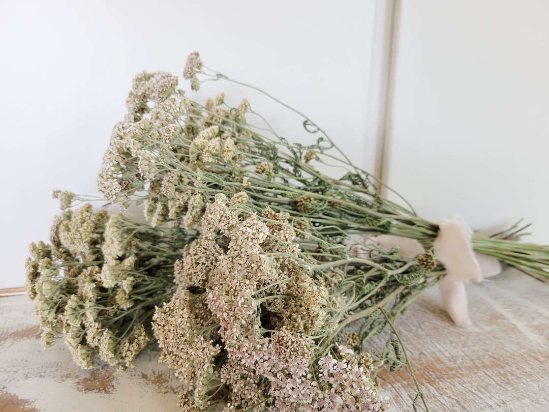 Dried Wild High Desert Yarrow Bundle - Achillea Millefolium - Dried ...