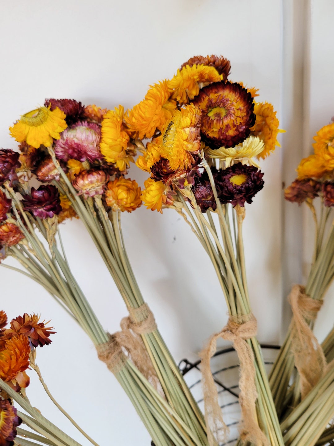 Dried Straw Flower Bundle - Strawflowers - Reinforced Glued Stems ...