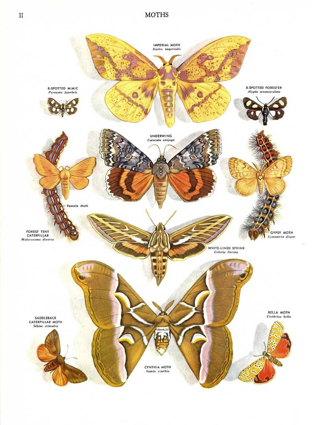 Moth Illustrations, Moth Print 2 Vintage Full Color 1960's Encyclopedia ...