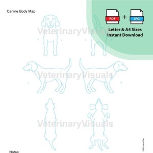 Canine Body Map - Blue Outline | Dog Body Map | Dog Line Art | Dog ...
