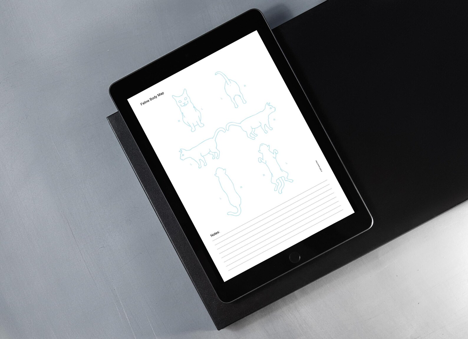 Feline Body Map - Blue Outline | Cat Body Map | Cat Line Art | Cat ...