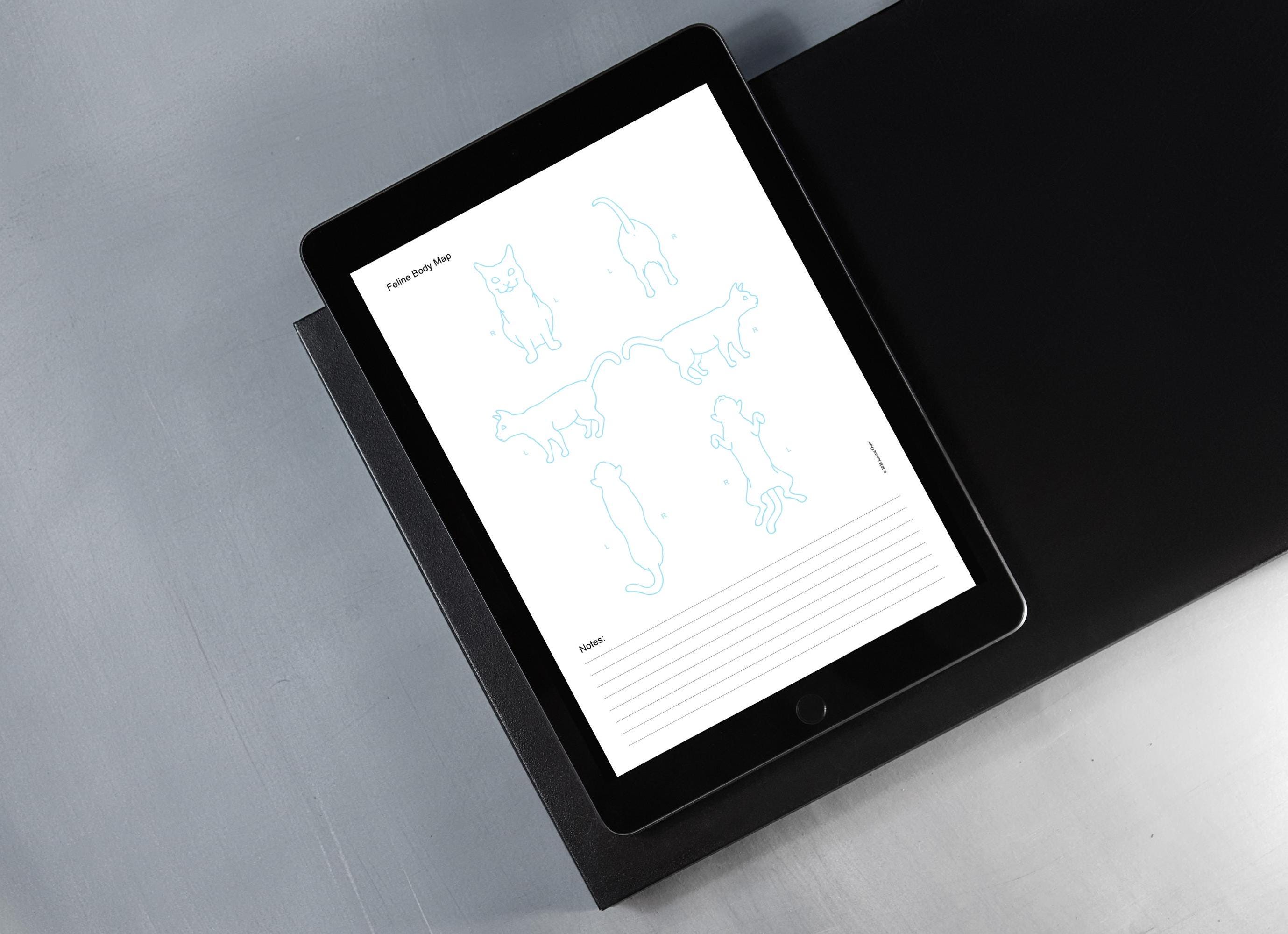 Feline Body Map - Blue Outline | Cat Body Map | Cat Line Art | Cat ...