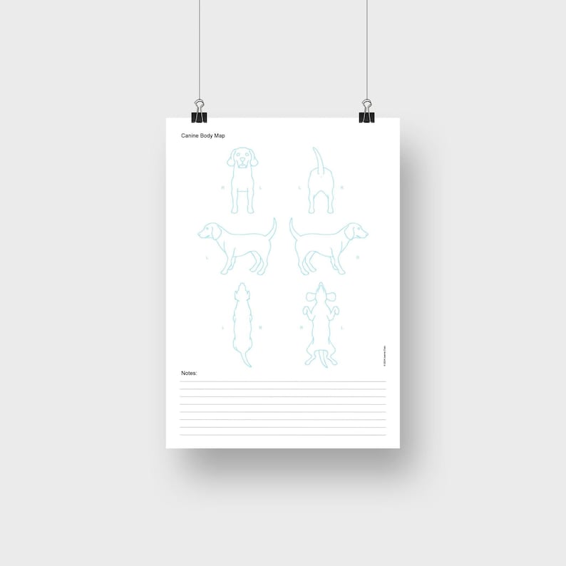 Canine Body Map - Blue Outline | Dog Body Map | Dog Line Art | Dog ...