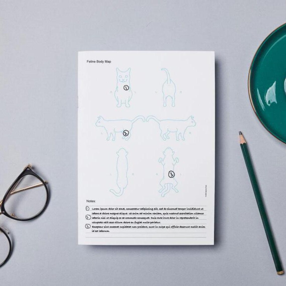 Feline Body Map - Blue Outline | Cat Body Map | Cat Line Art | Cat ...