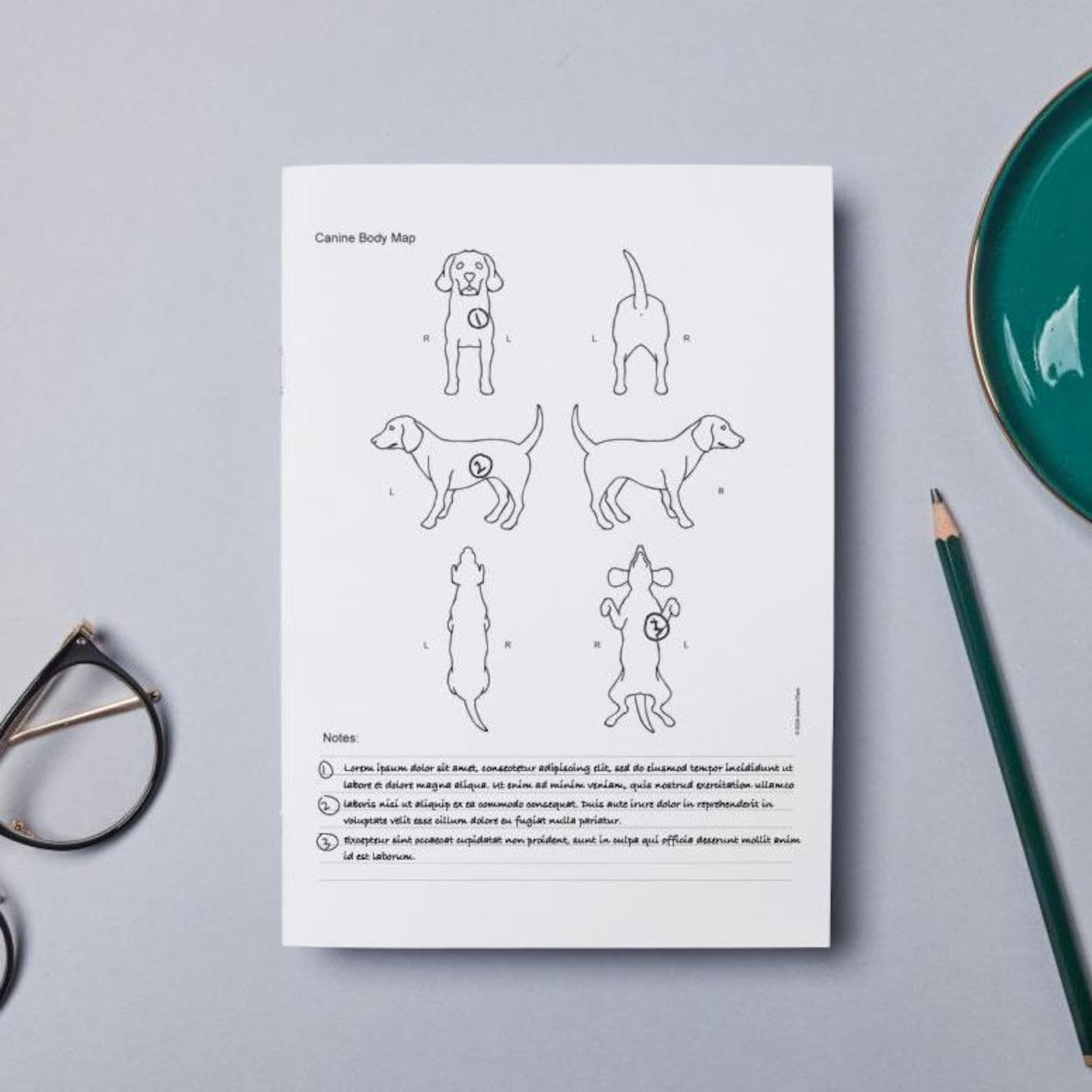 Canine Body Map - Black Outline | Dog Body Map | Dog Line Art | Dog ...