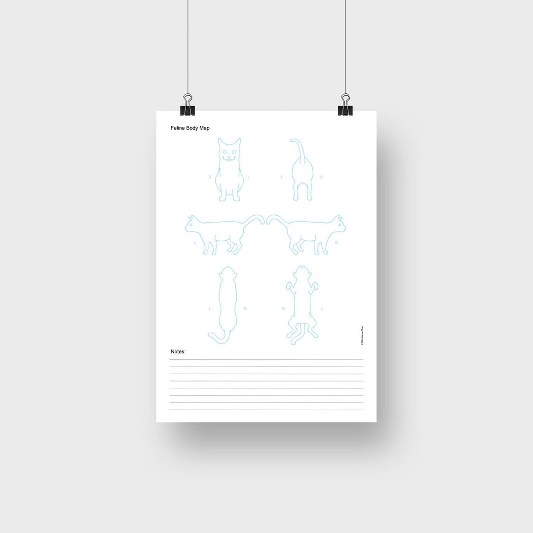 Feline Body Map - Blue Outline | Cat Body Map | Cat Line Art | Cat ...