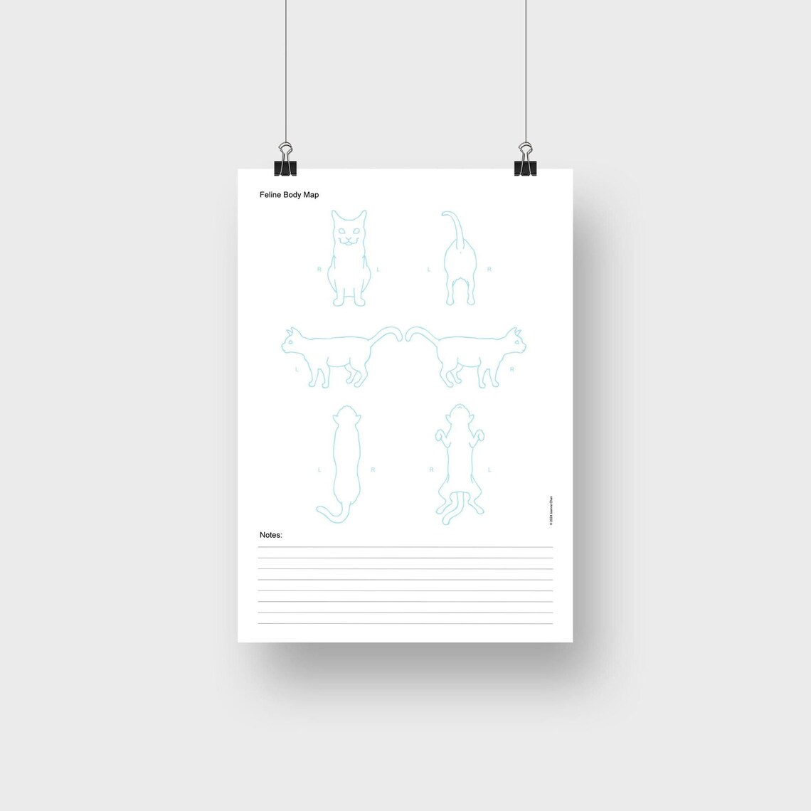 Feline Body Map - Blue Outline | Cat Body Map | Cat Line Art | Cat ...