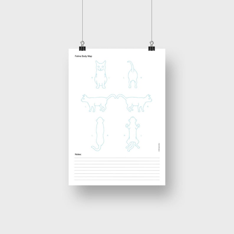 Feline Body Map - Blue Outline | Cat Body Map | Cat Line Art | Cat ...