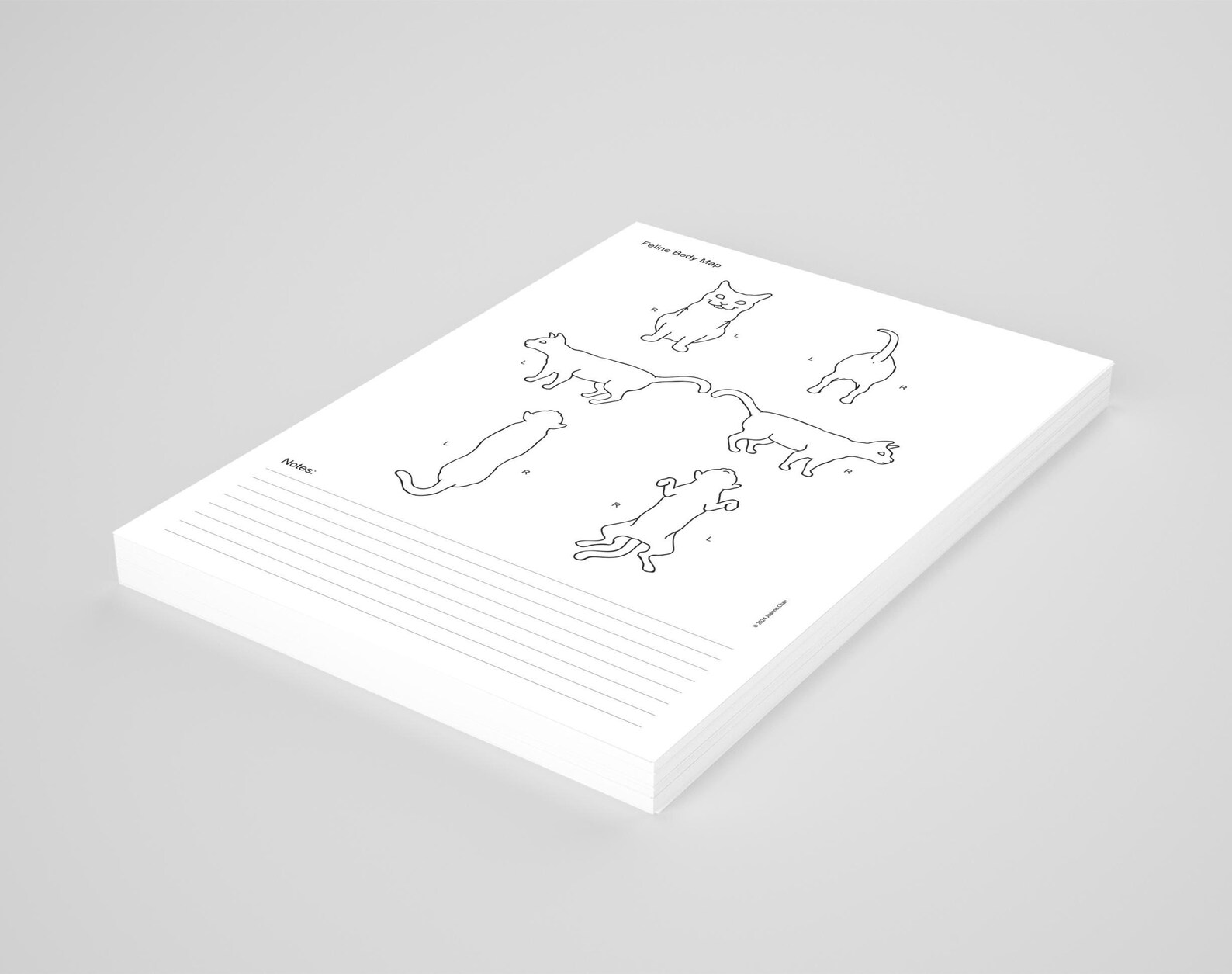 Feline Body Map - Black Outline | Cat Body Map | Cat Line Art | Cat ...