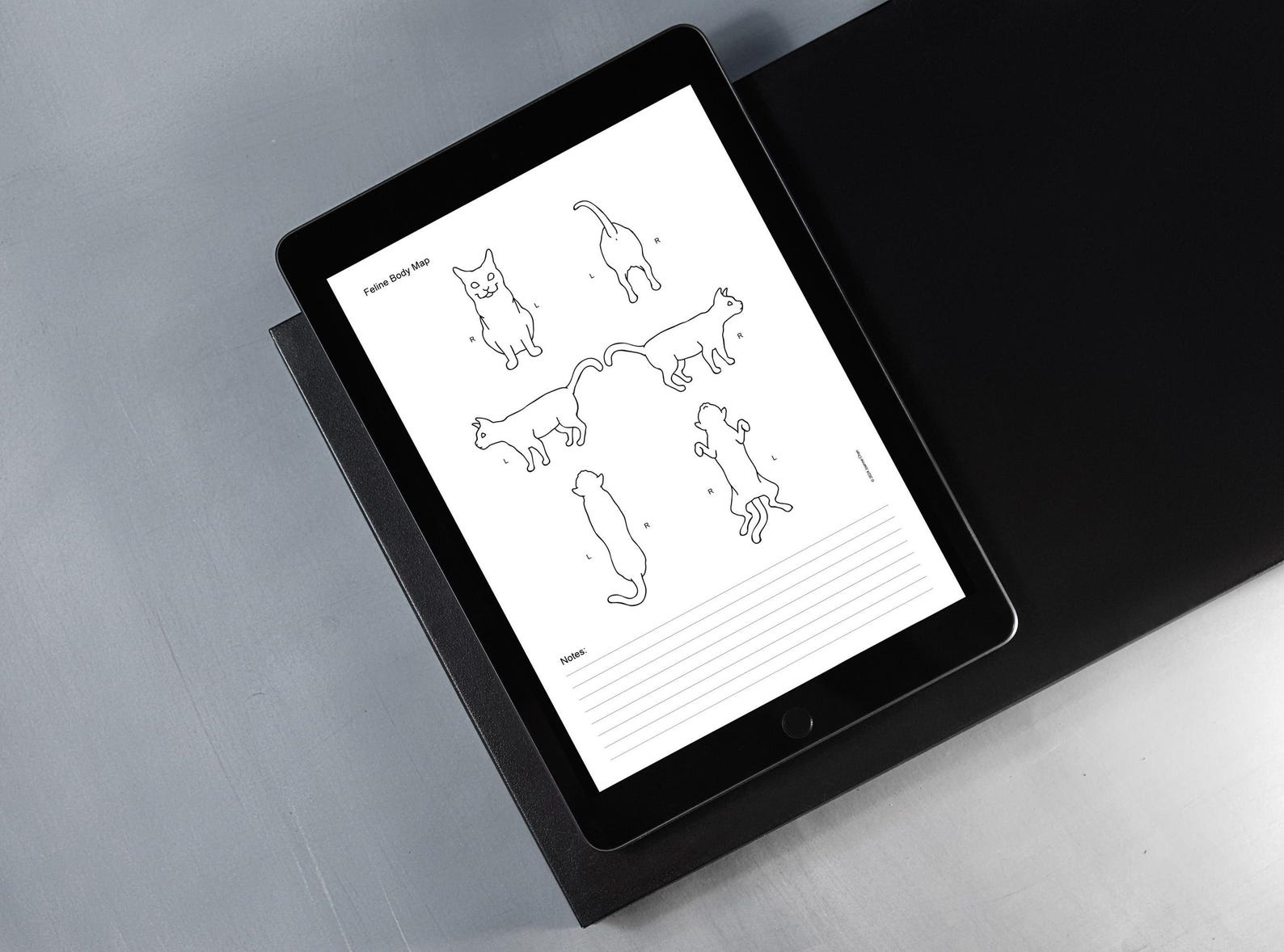 Feline Body Map - Black Outline | Cat Body Map | Cat Line Art | Cat ...