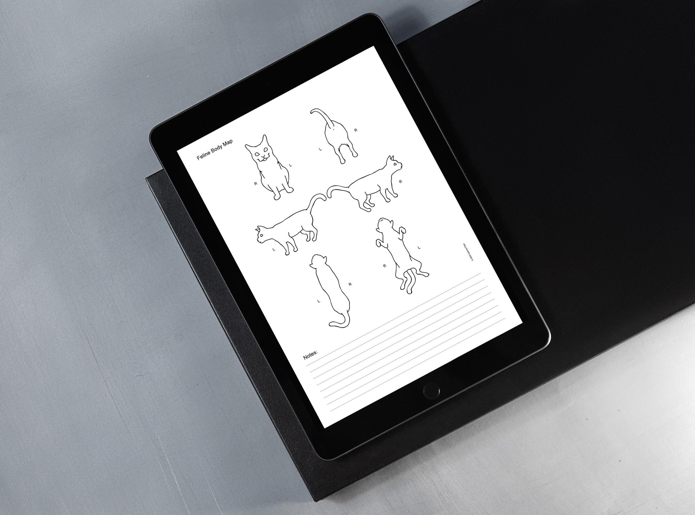 Feline Body Map - Black Outline | Cat Body Map | Cat Line Art | Cat ...