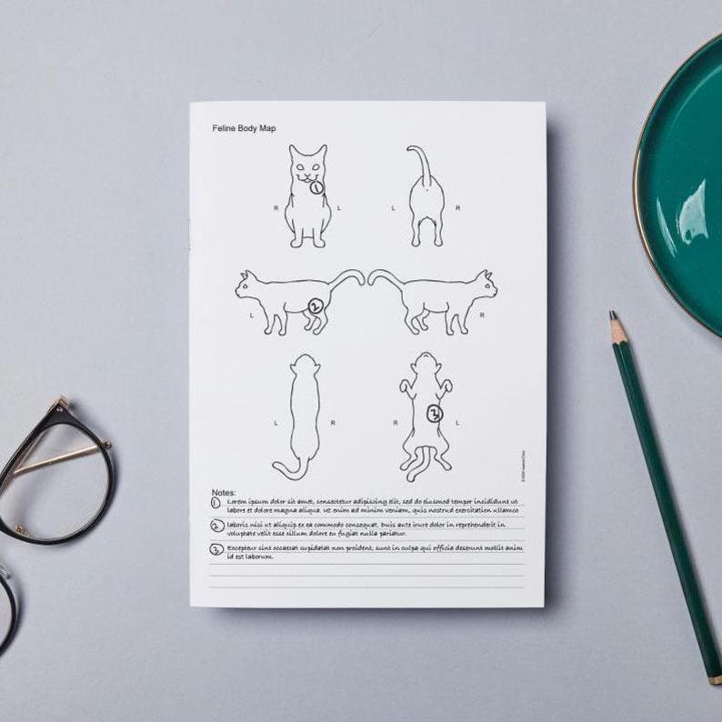 Feline Body Map - Black Outline | Cat Body Map | Cat Line Art | Cat ...