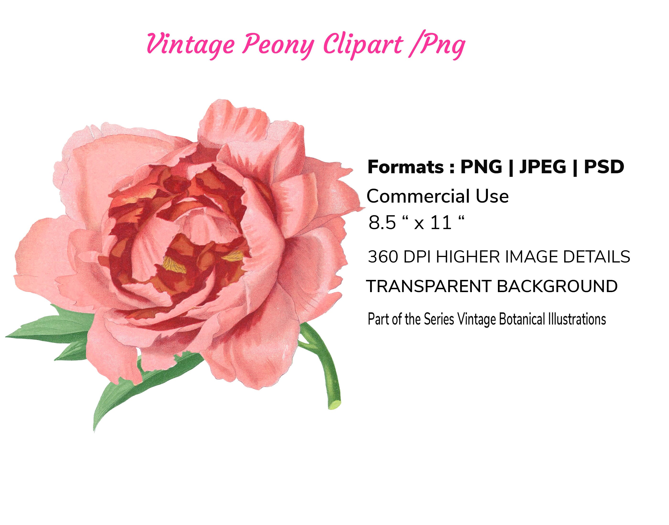 Vintage Peony Clipart Png Peony Botanical Clipart Floral - Etsy