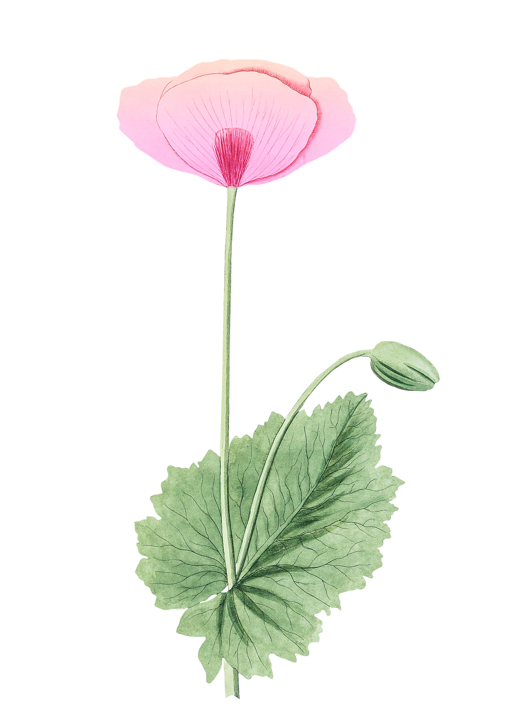 Pink Flower With Stem Clipart