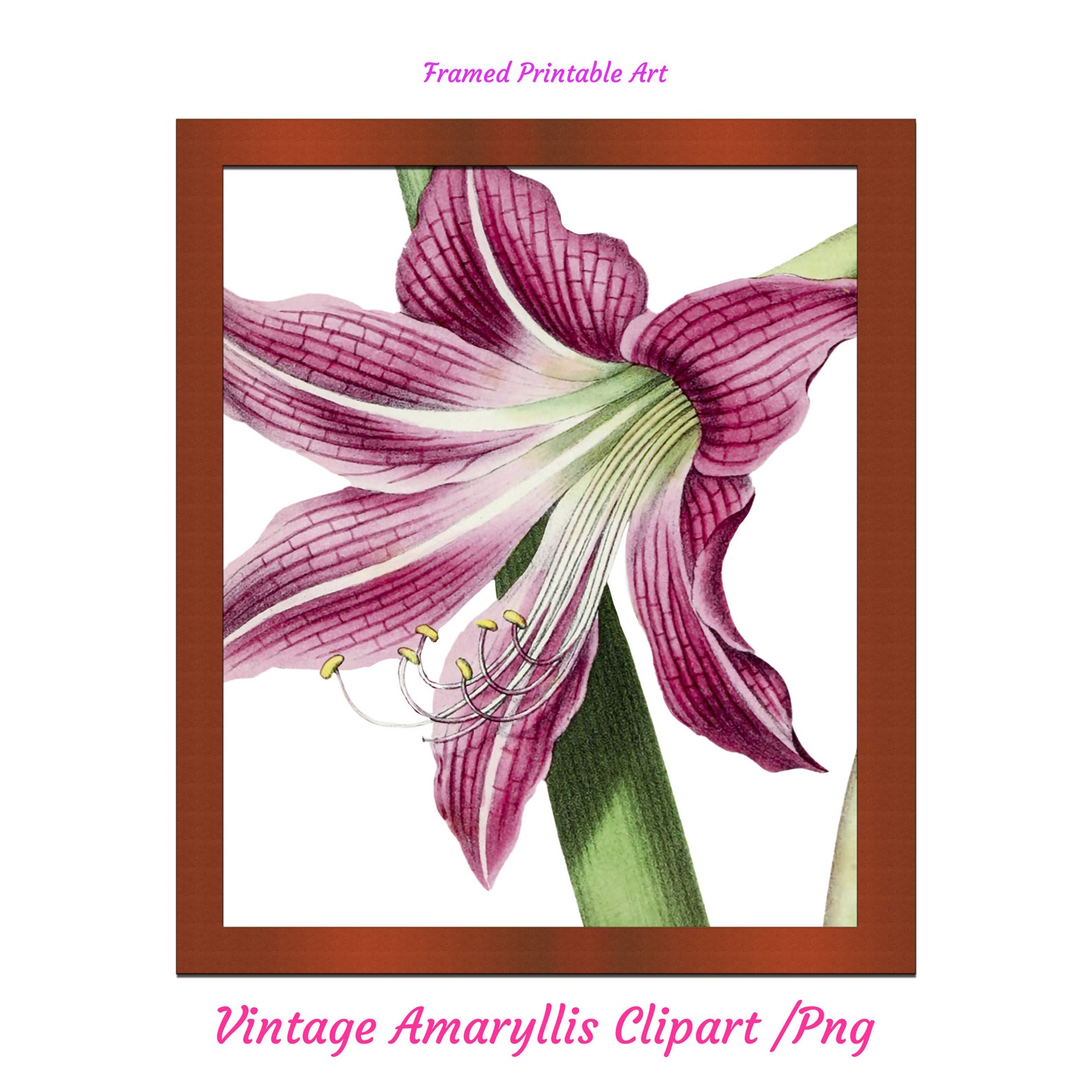 Vintage Amaryllis Clipart, Png, Floral Graphics File, Instant Download ...