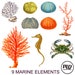 Watercolor Clipart Vintage Seashells, Starfishes, Coral & Seaweeds, Png ...