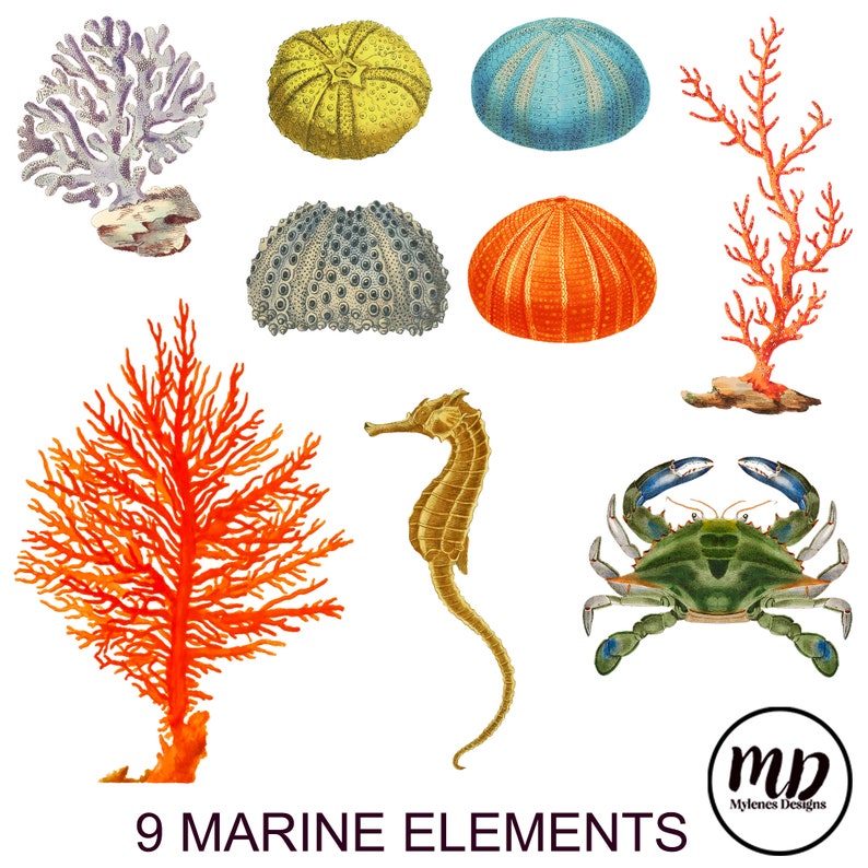 Watercolor Clipart Vintage Seashells, Starfishes, Coral & Seaweeds, Png ...