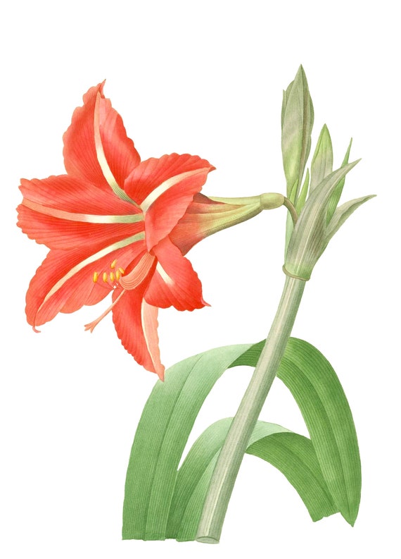 Vintage Amaryllis Clipart Png Floral Graphics File Instant - Etsy