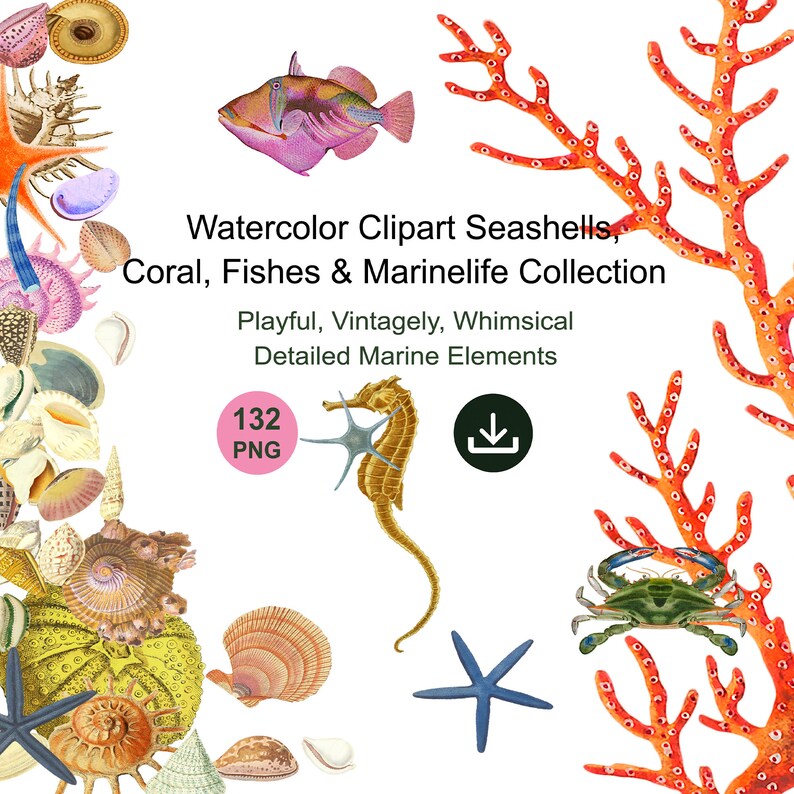 Watercolor Clipart Vintage Seashells, Starfishes, Coral & Seaweeds, Png ...
