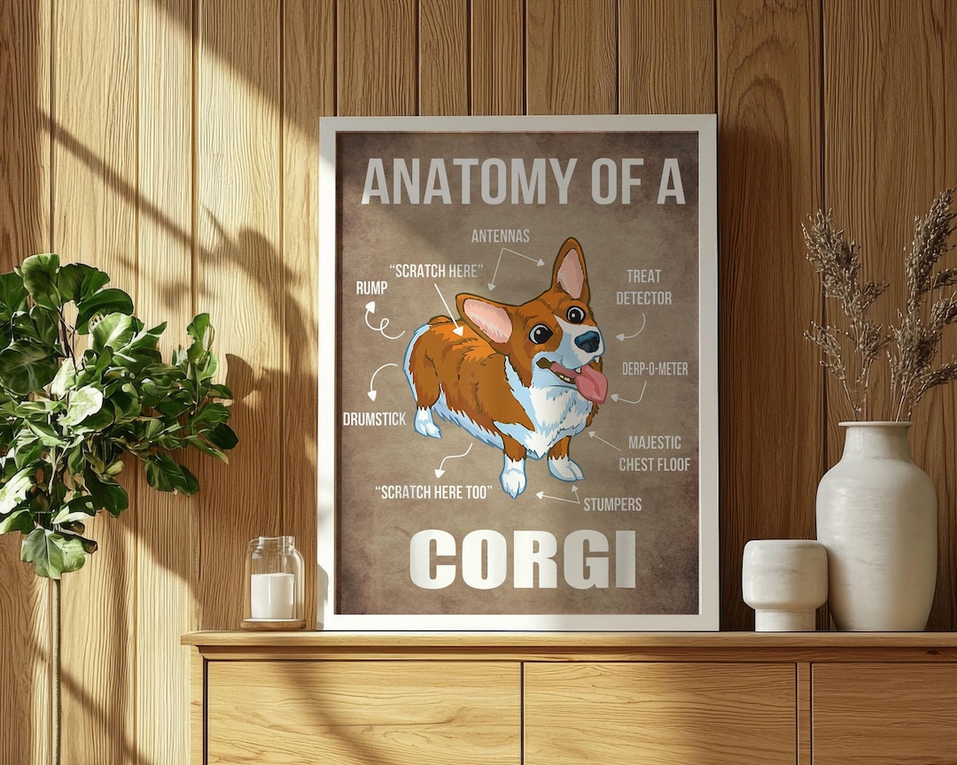 Anatomy of A Corgi, Rump Antennas Drumstick Stumpers Scratch Here PNG ...