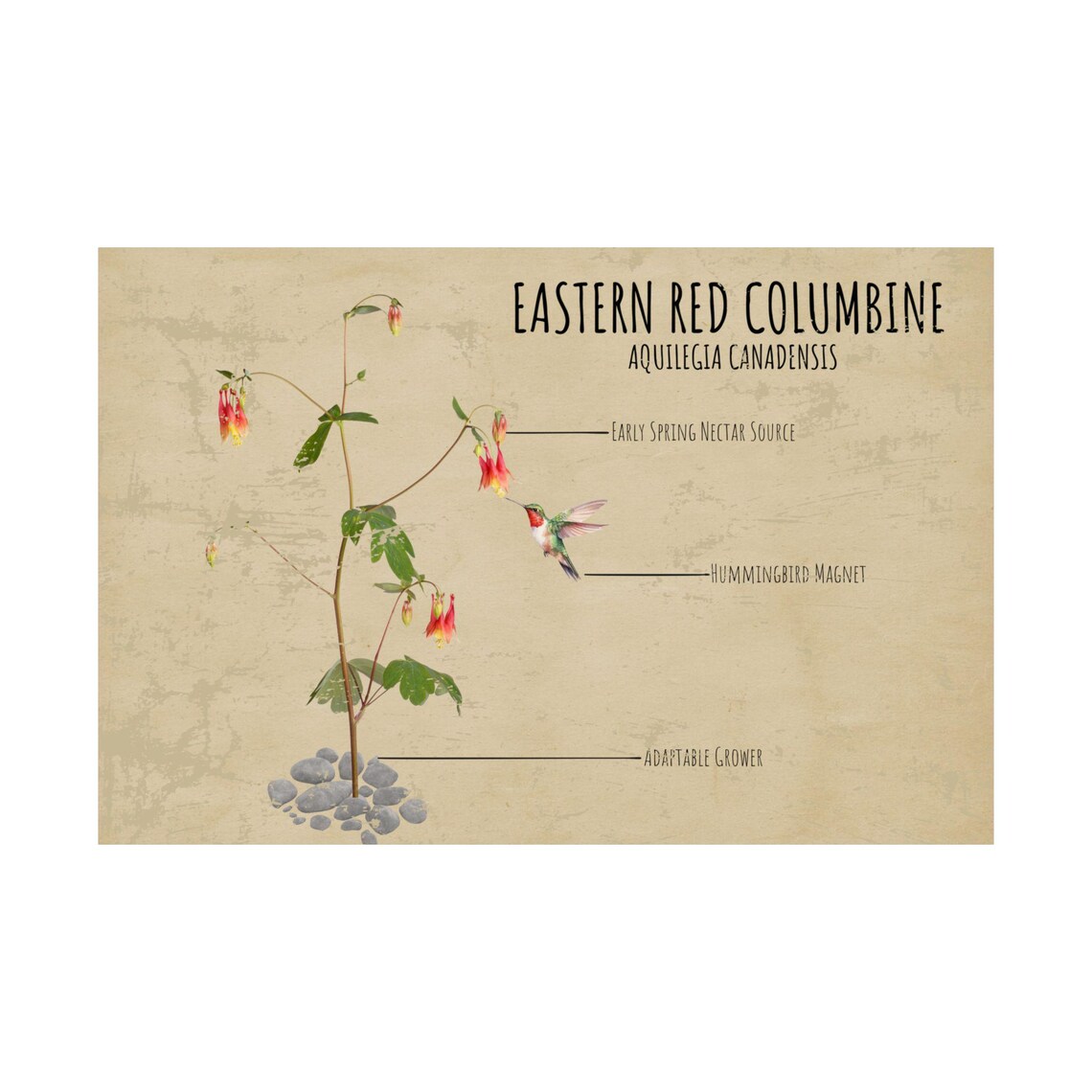 Anatomy of Native Plants Poster, Eastern Red Columbine, Pollinator and ...