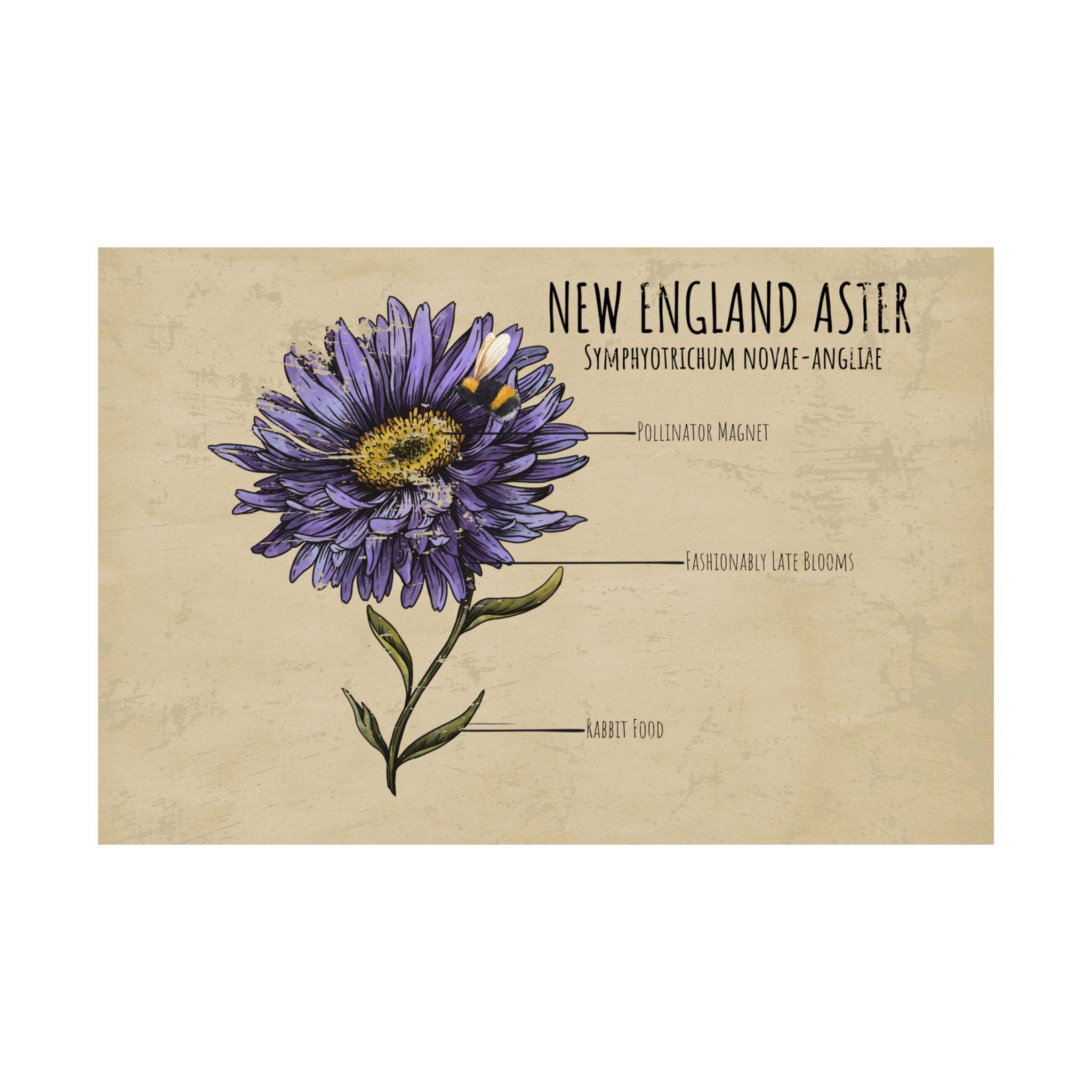 Anatomy of Native Plants Poster, New England Aster, Pollinator and ...