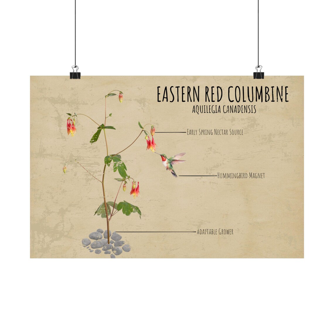 Anatomy of Native Plants Poster, Eastern Red Columbine, Pollinator and ...