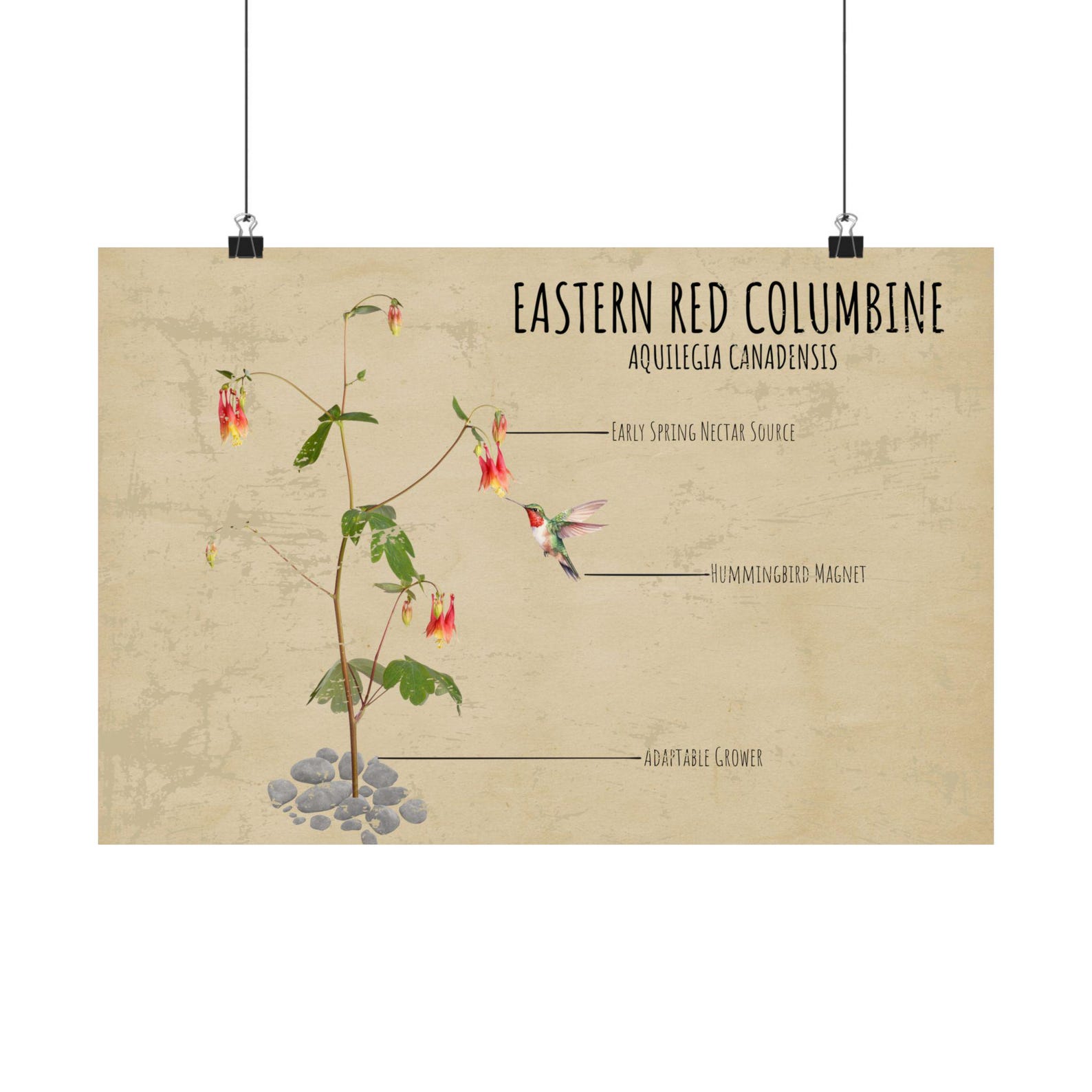 Anatomy of Native Plants Poster, Eastern Red Columbine, Pollinator and ...