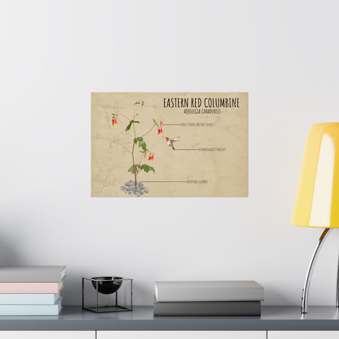 Anatomy of Native Plants Poster, Eastern Red Columbine, Pollinator and ...