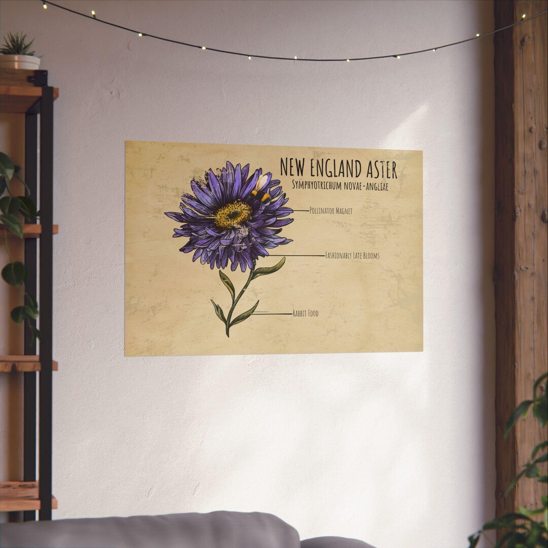 Anatomy of Native Plants Poster, New England Aster, Pollinator and ...