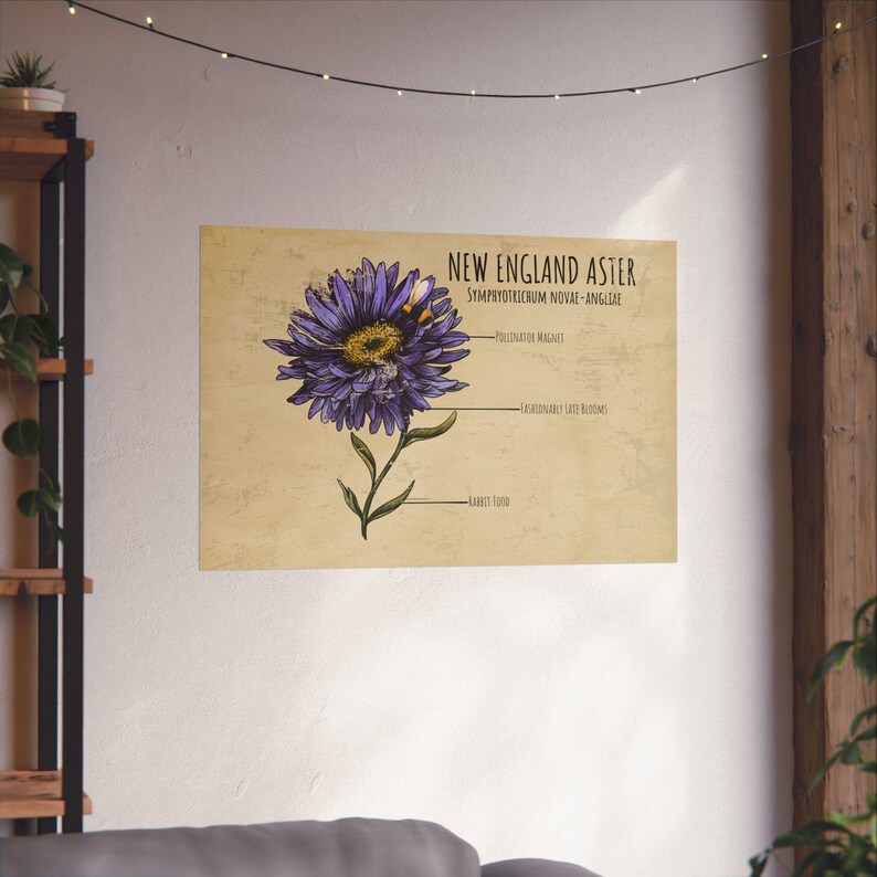 Anatomy of Native Plants Poster, New England Aster, Pollinator and ...