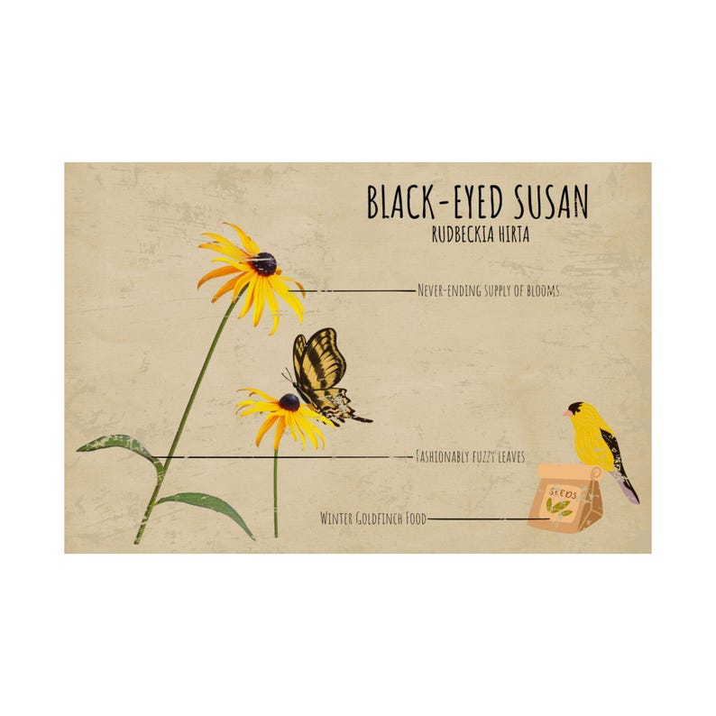 Anatomy of Native Plants Poster, Black-eyed Susan, Pollinator and ...
