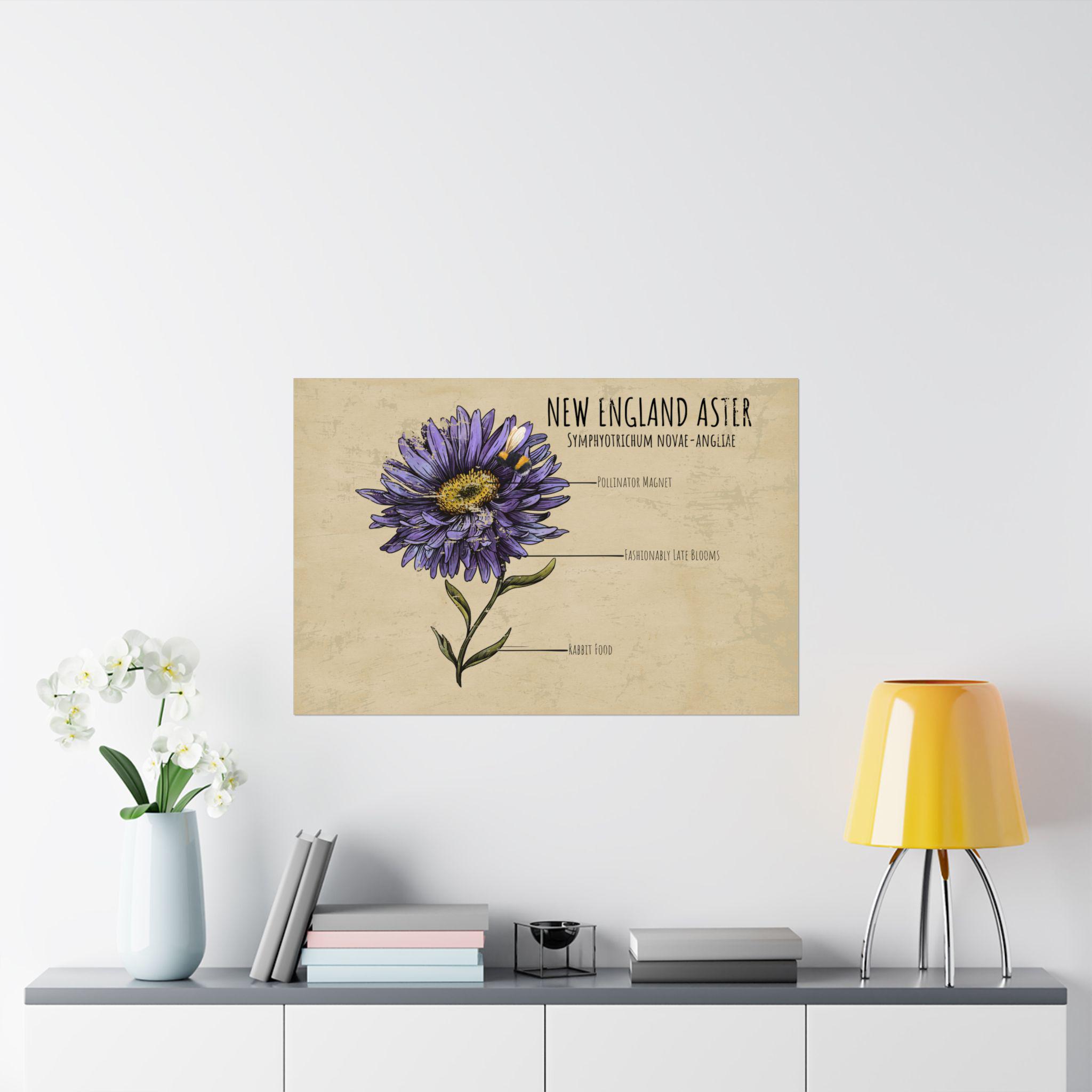Anatomy of Native Plants Poster, New England Aster, Pollinator and ...