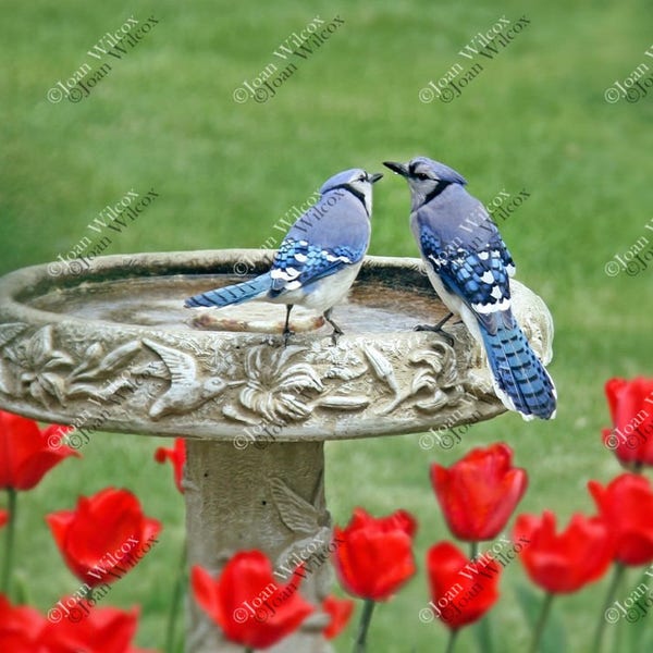 Birdbath - Etsy