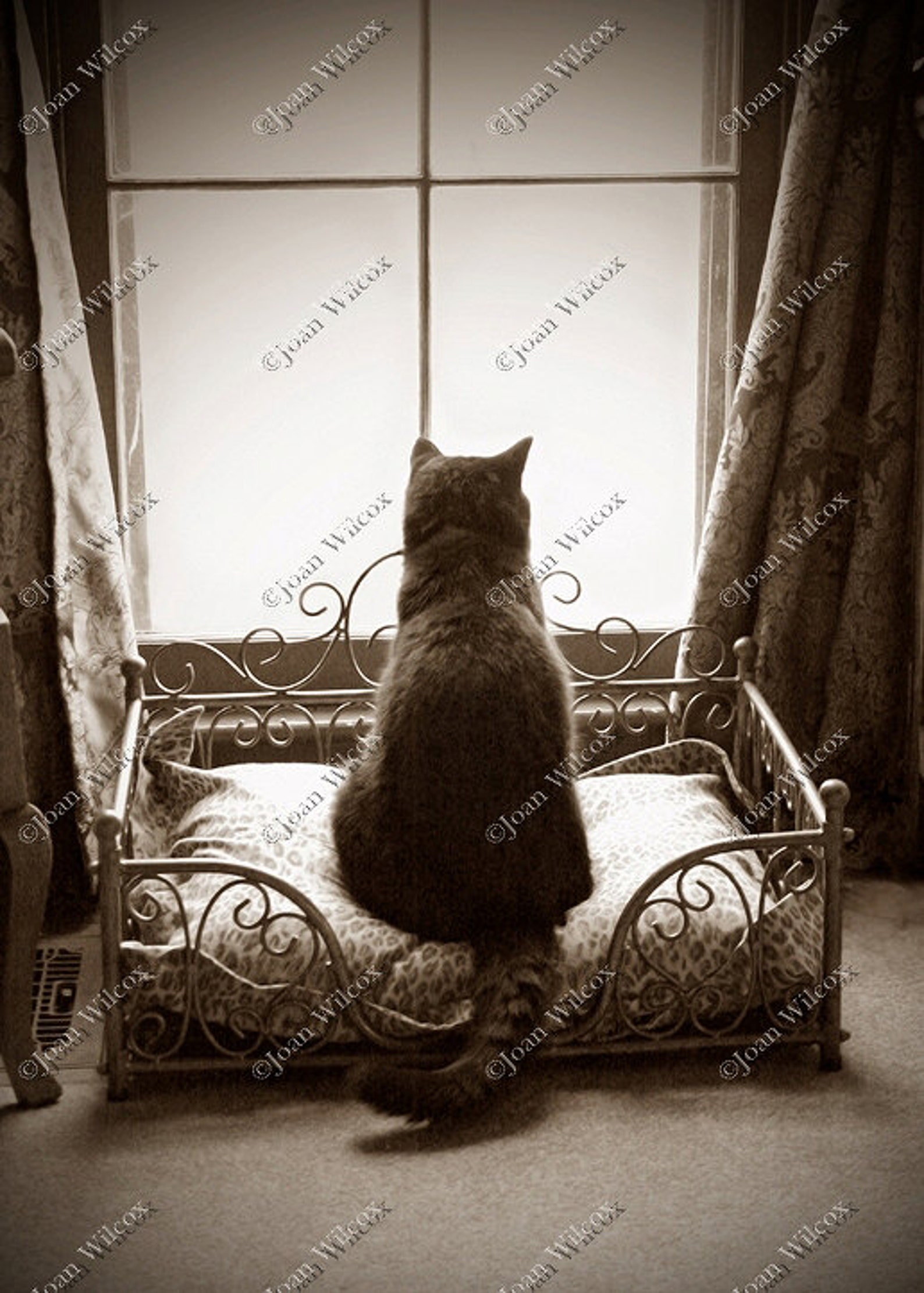 Sepia Tone Kitty Cat Waiting Patiently in the Window Fine Art ...