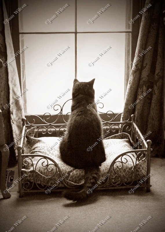 Cat Waiting Patiently