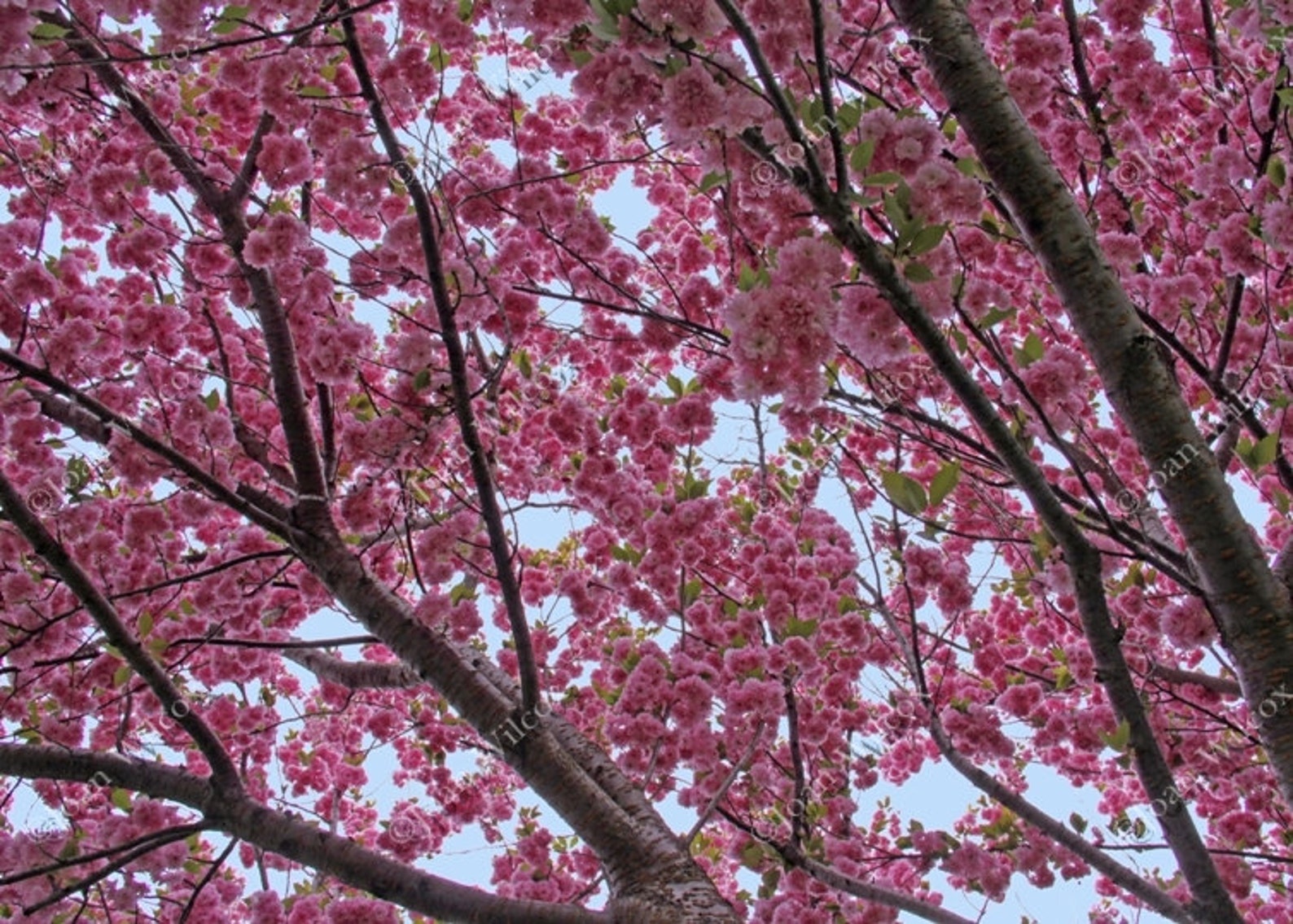 Brilliant Spring Canopy of Cherry Tree Blossoms Fine Art Photography ...