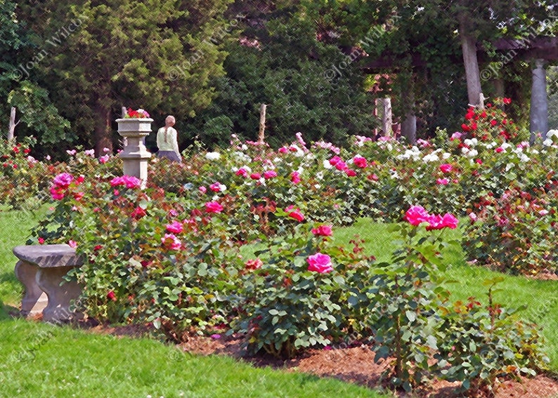 Victorian English Rose Garden Floral Spring Summer Fine Art Photography ...