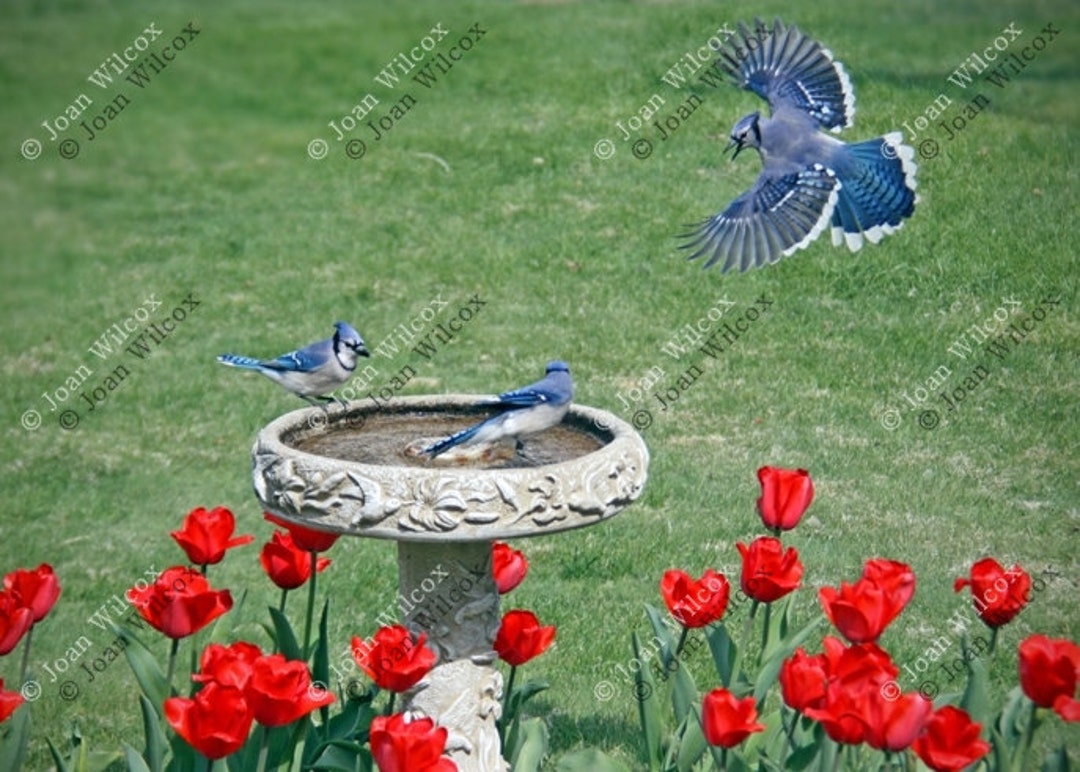 Spring Blue Jays Birds Fight at the Birdbath Red Tulips Nature Wildlife ...