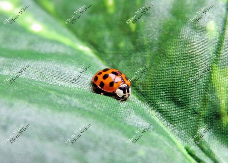 Cute Little Ladybug Lady Bug Insect Portrait Original Fine Art ...