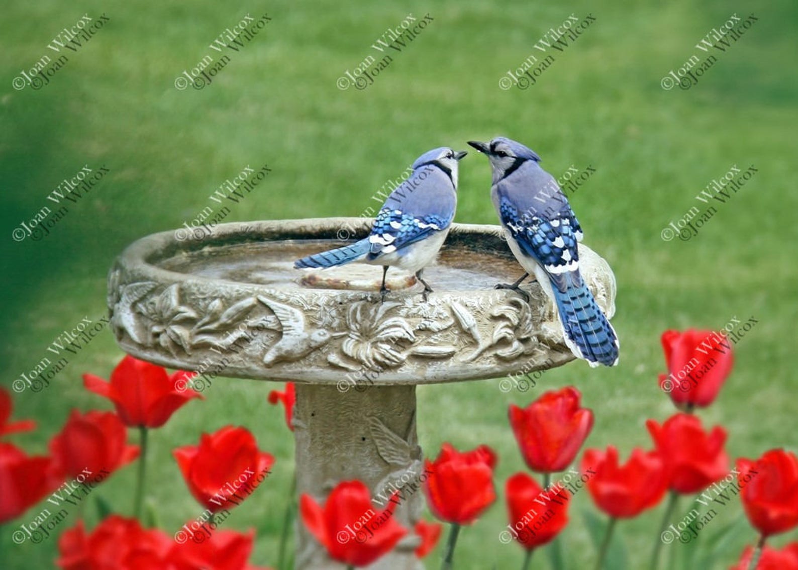 Spring Love Birds Blue Jays Birds at the Birdbath Red Tulips Nature ...