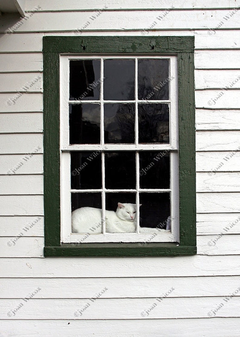 White Kitty Cat Waiting Patiently & Napping in the Window Fine Art ...