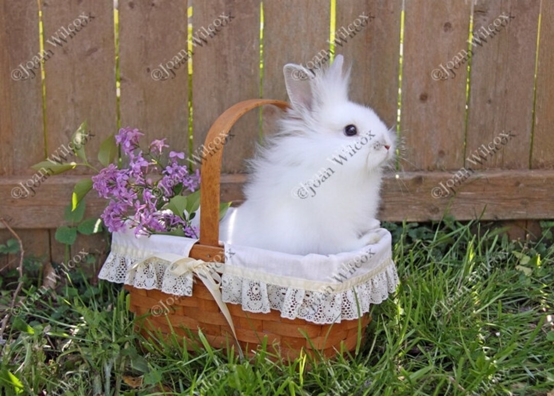 Cute White Furry Spring Baby Bunny Rabbit Hare in a Basket Photo Fine ...