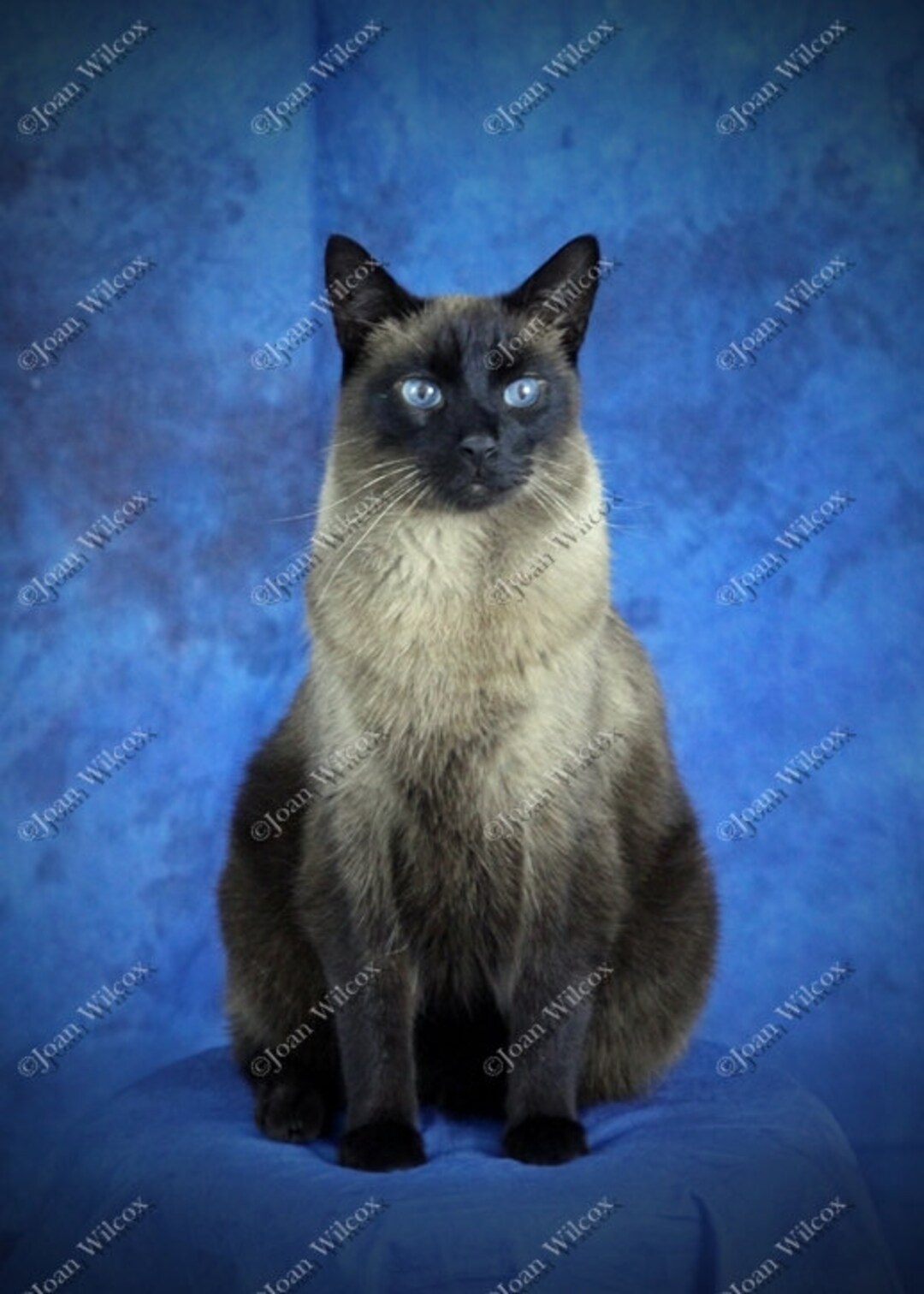 Yoshi the Siamese Kitty Cat Kitten Portrait Original Fine Art ...