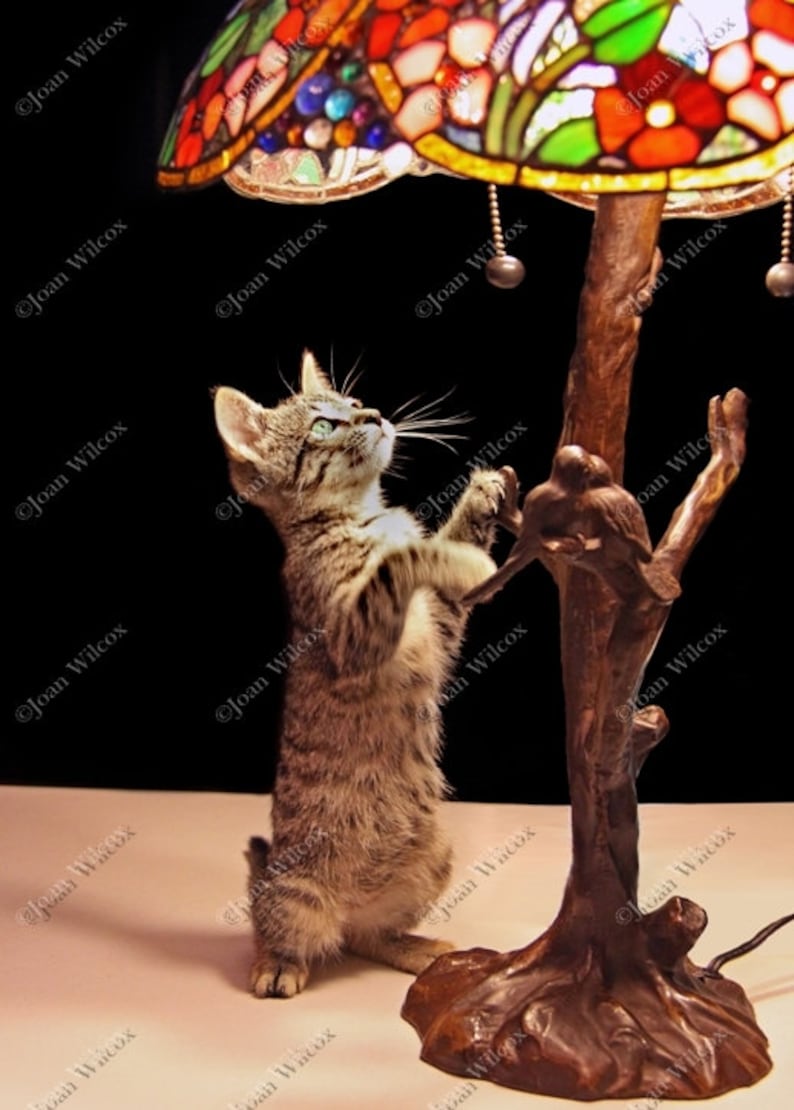 Daisy the Kitty Cat Photo Playing W/ Pull Chain on Tiffany Lamp Fine ...