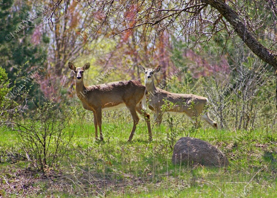 Spring Deer Fawn Doe Mendon Ponds Park, NY Fine Art Photography Photo ...