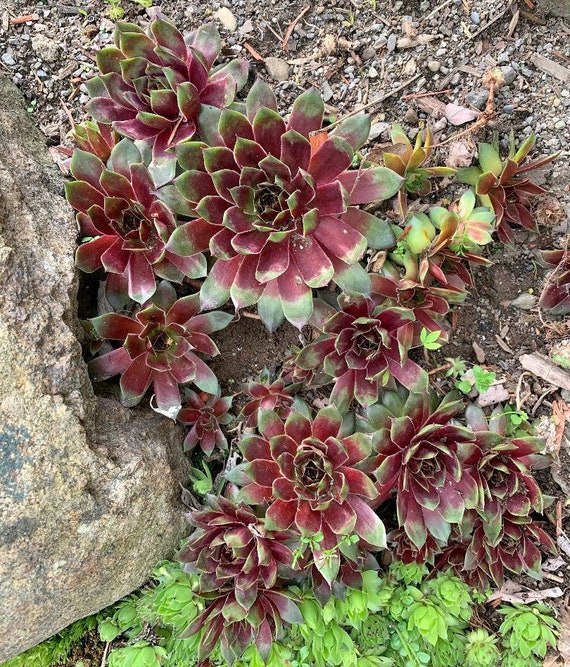 Live Plants From My Garden Hens And Chicks Sempervivum Green Wheel