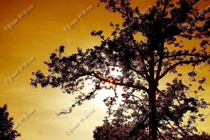 Golden Sky Sun & Tree Silhouette Original Fine Art Photography Photo ...
